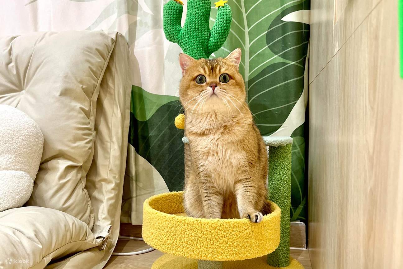 Catwalk Hotel - Hotel Kucing di Hong Kong - Klook Indonesia